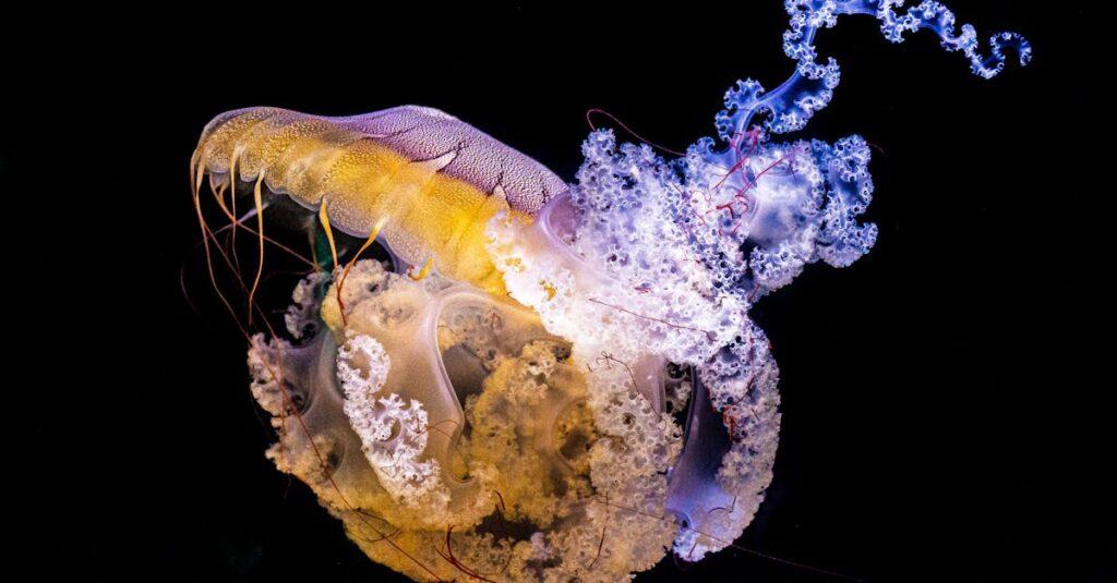 Comment réaliser une gelée d'abricots parfaite