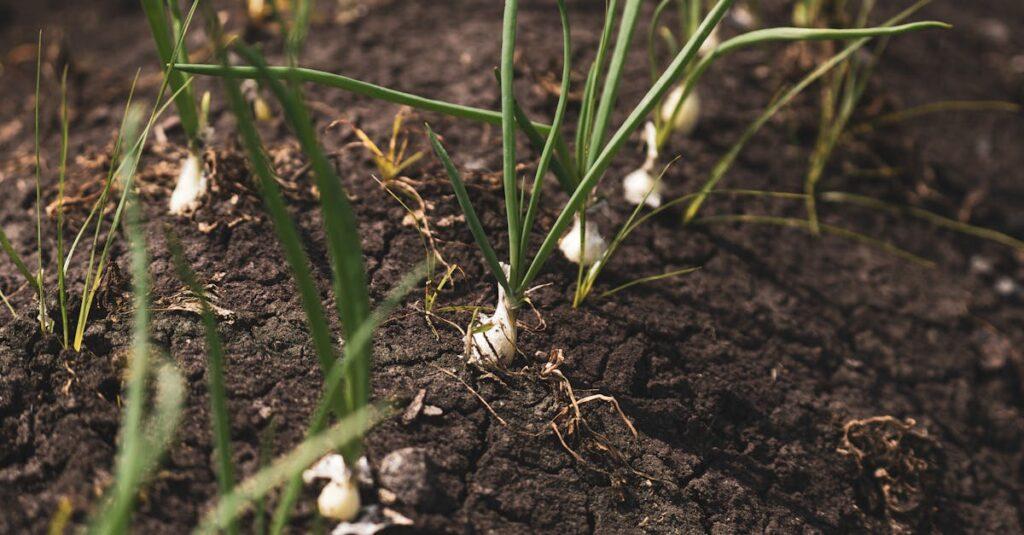 Comment bien préparer un oignon nouveau : trucs et astuces